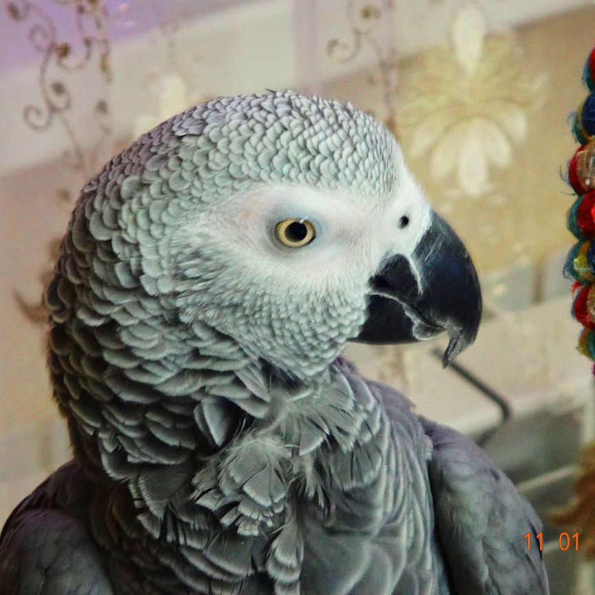 Говорящий попугай