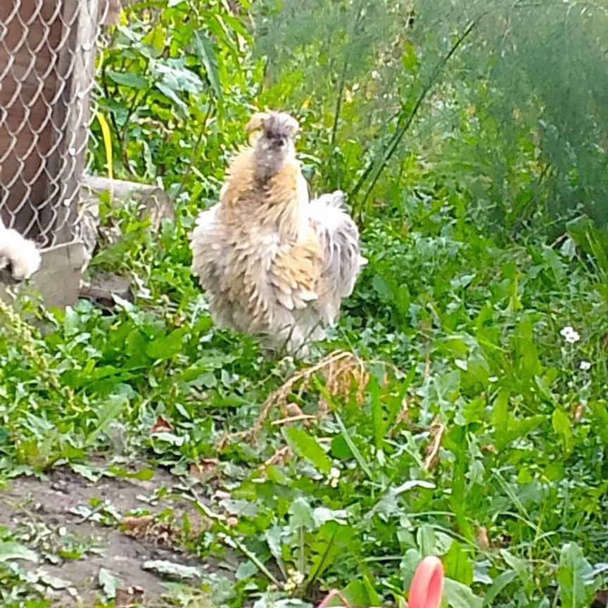 Китайские шелковые куры