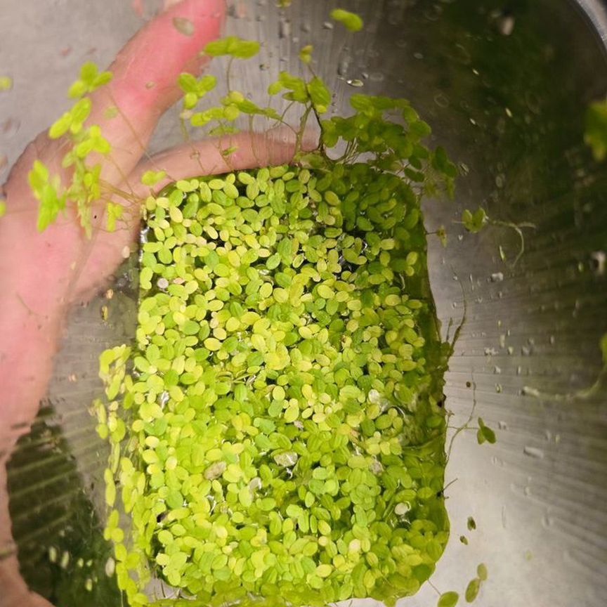Аквариумная ряска