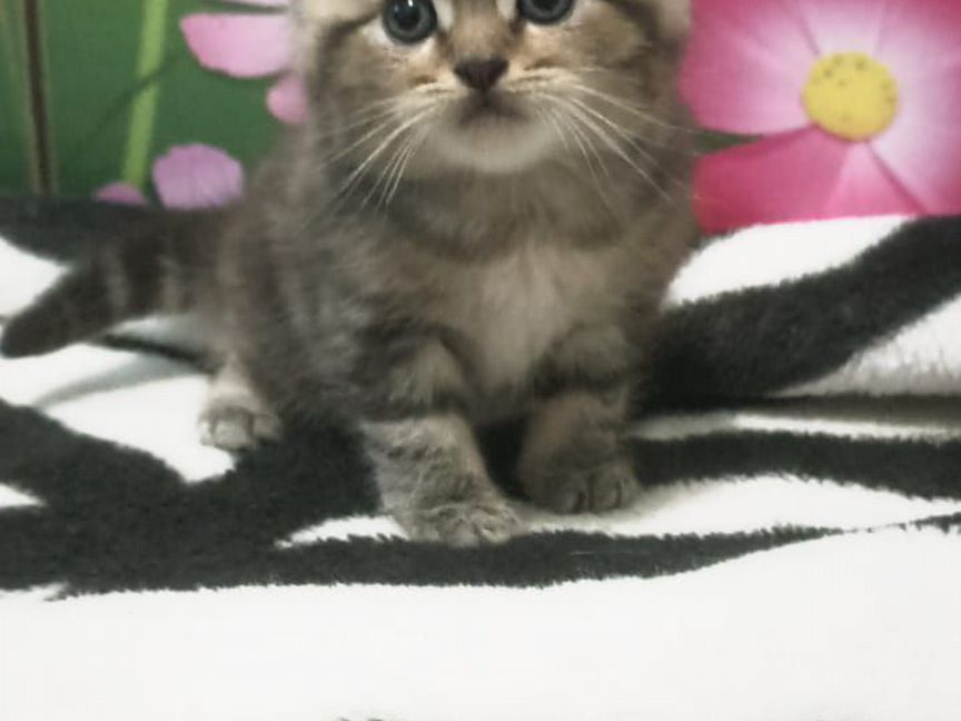 Шотландские котята