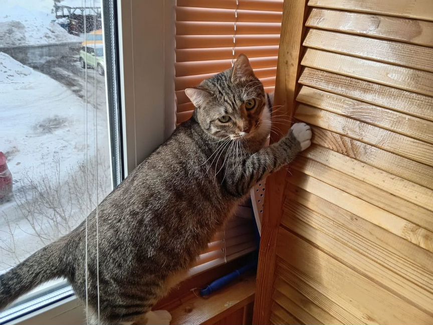 Молодой кот Мурзик