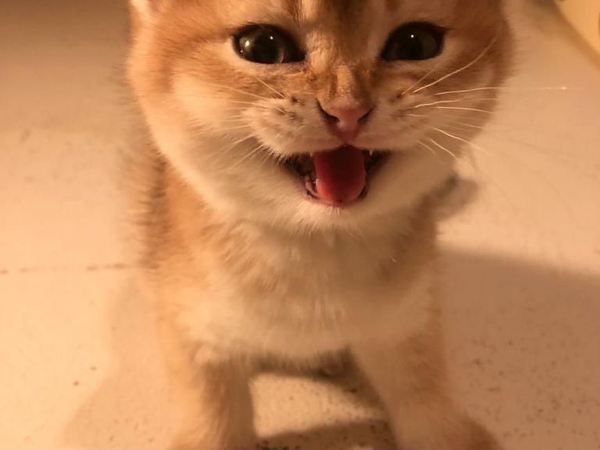 Золотые котята