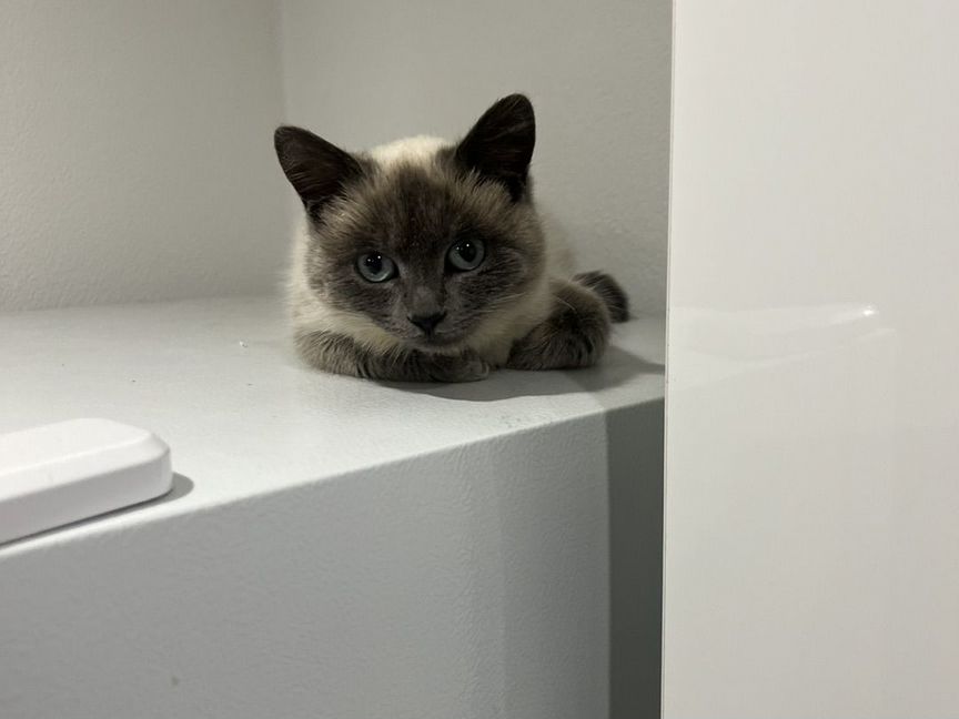 Тайская кошка