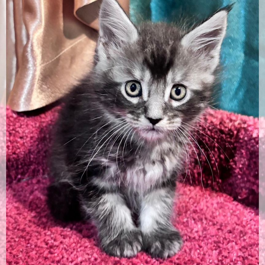 Мейн-кун котёнок