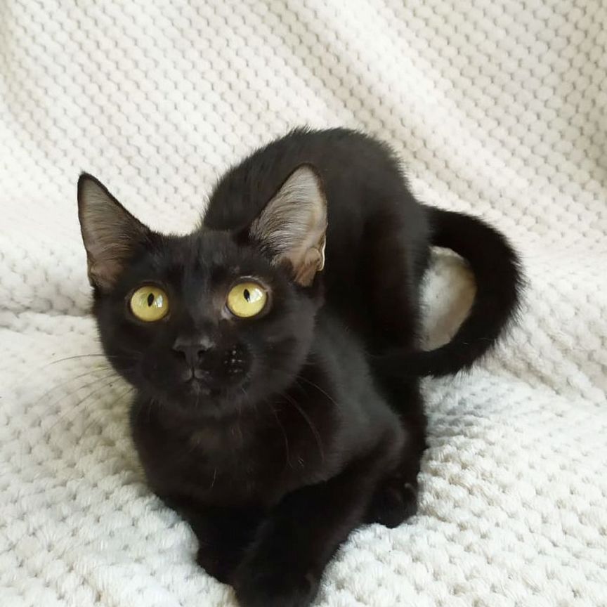 Котята разные. Девочки