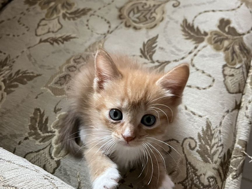 Рыжий котенок мальчик