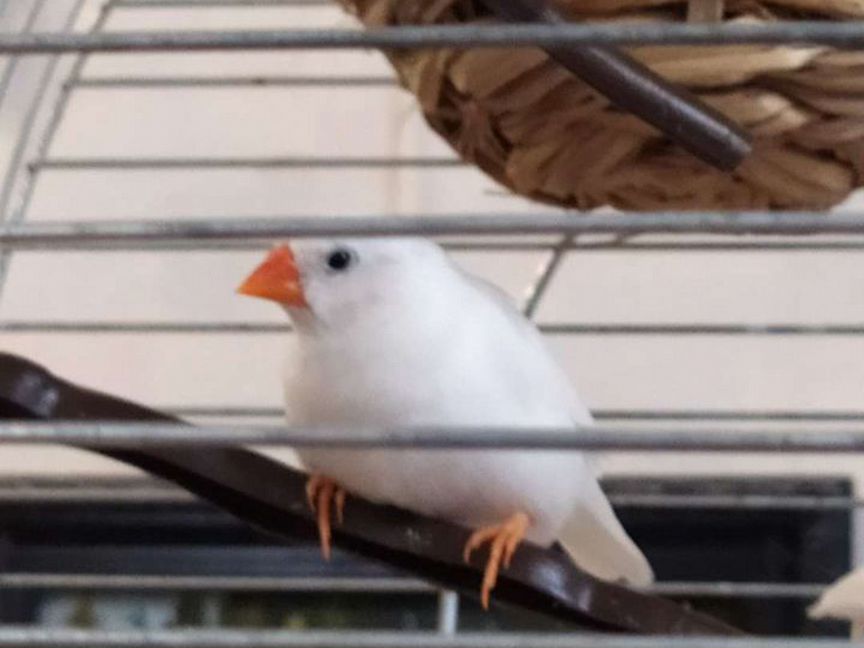 Зебровые амадины