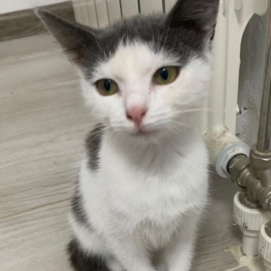 Котенокв добрые руки