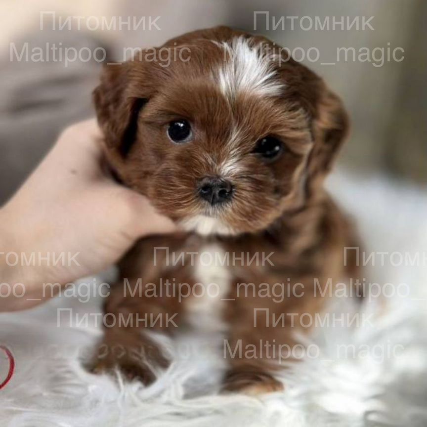 Мальтипу, щенок