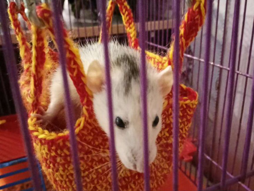 Гамак для крысы