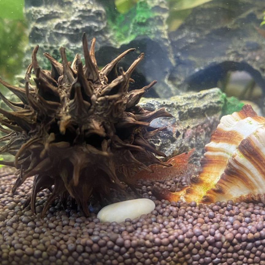 Аквариумные креветки