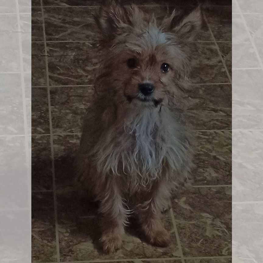 Щенок в добрые руки