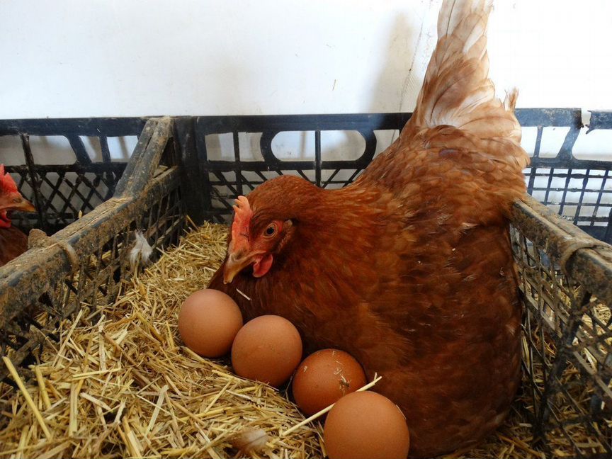 Куры несушки