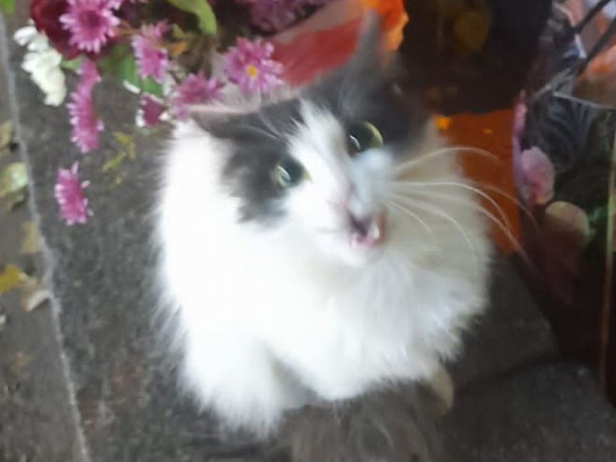 Кошка домашняя на улице выкинули нужен дом