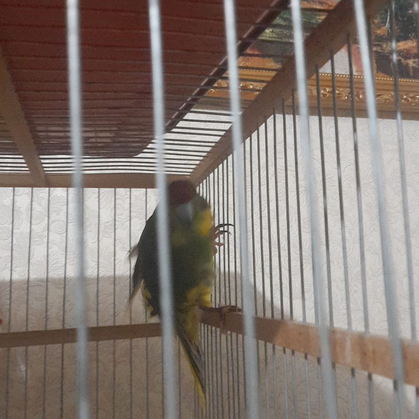 Попугай какарик