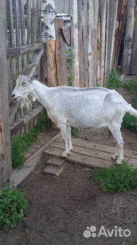 Козы дойные