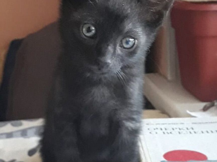 Очаровательный котенок в дар