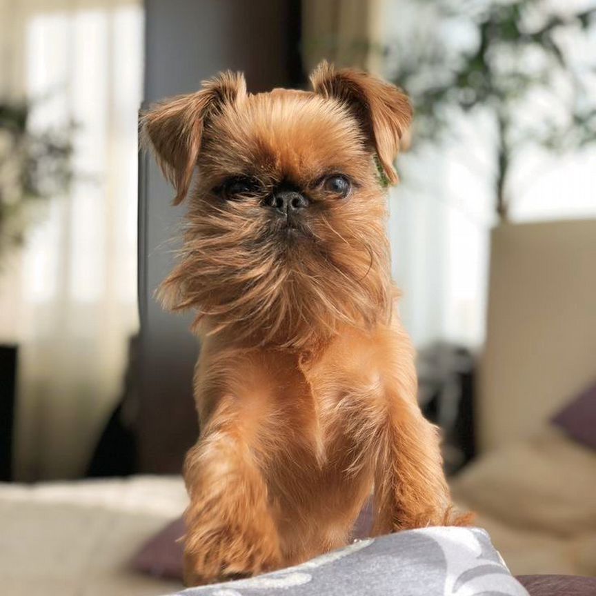 Бельгийский гриффон