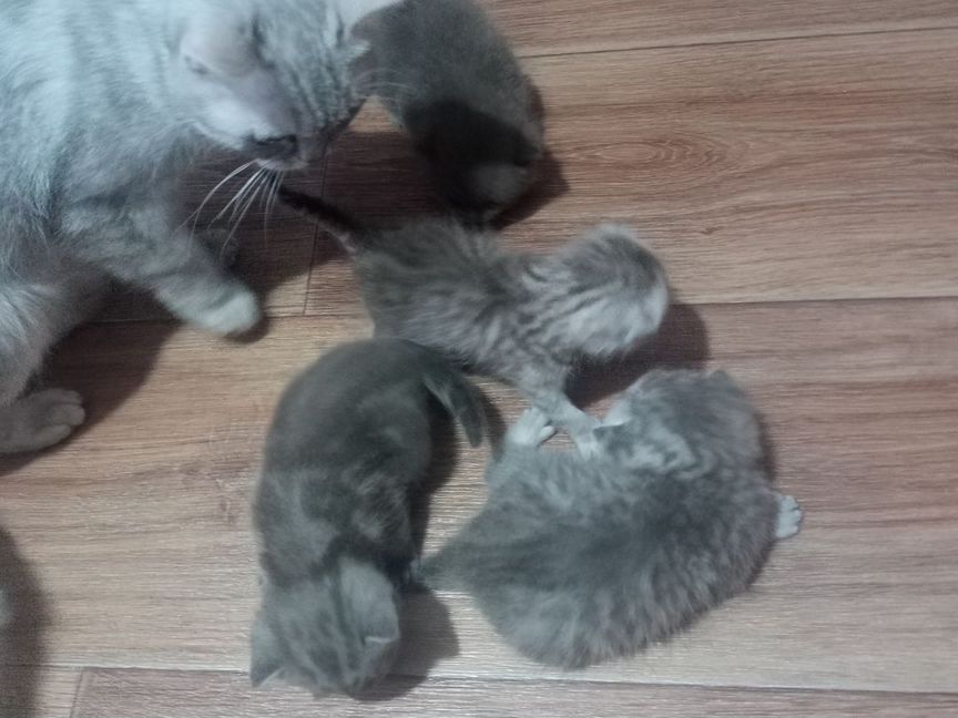 Кошка