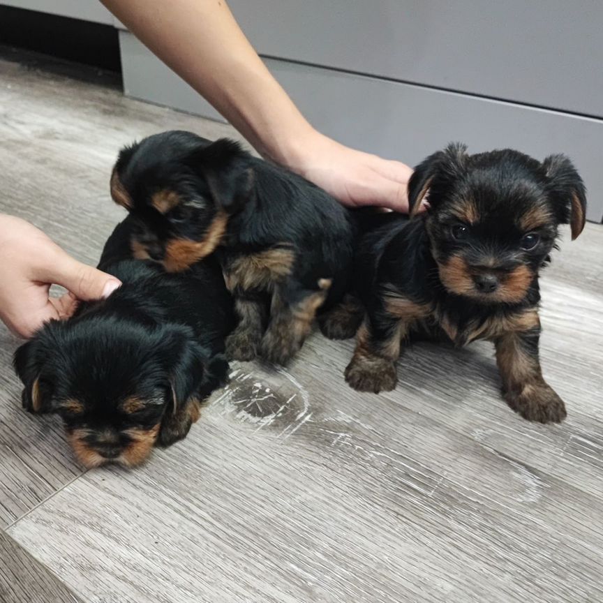 Йоркширский терьер, щенок