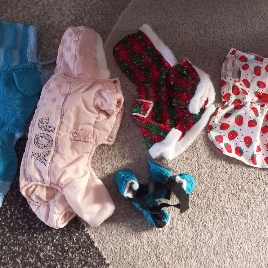 Одежда для собак