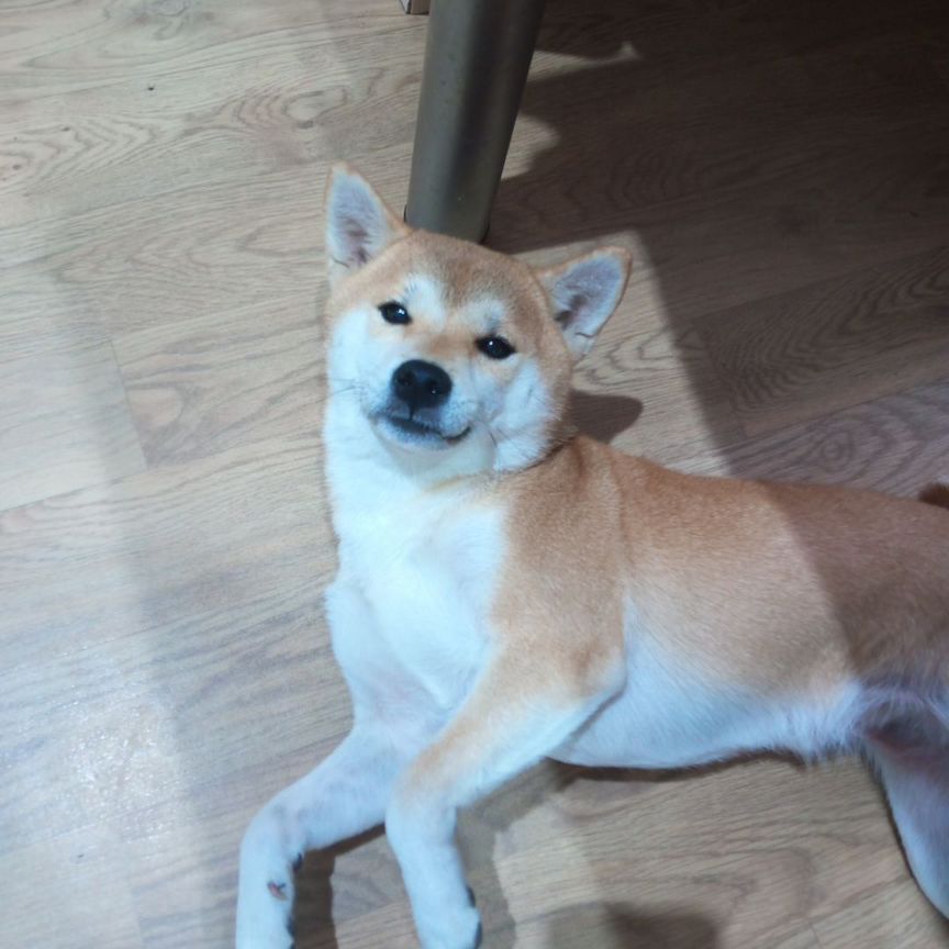 Отдам бесплатно собаку порода шибу ину