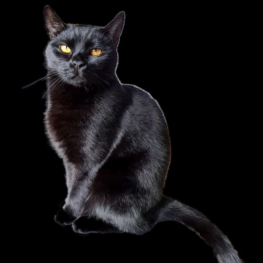Британский кот отдам