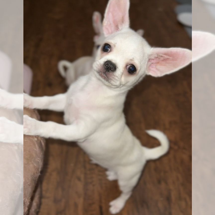 Чихуахуа, щенок