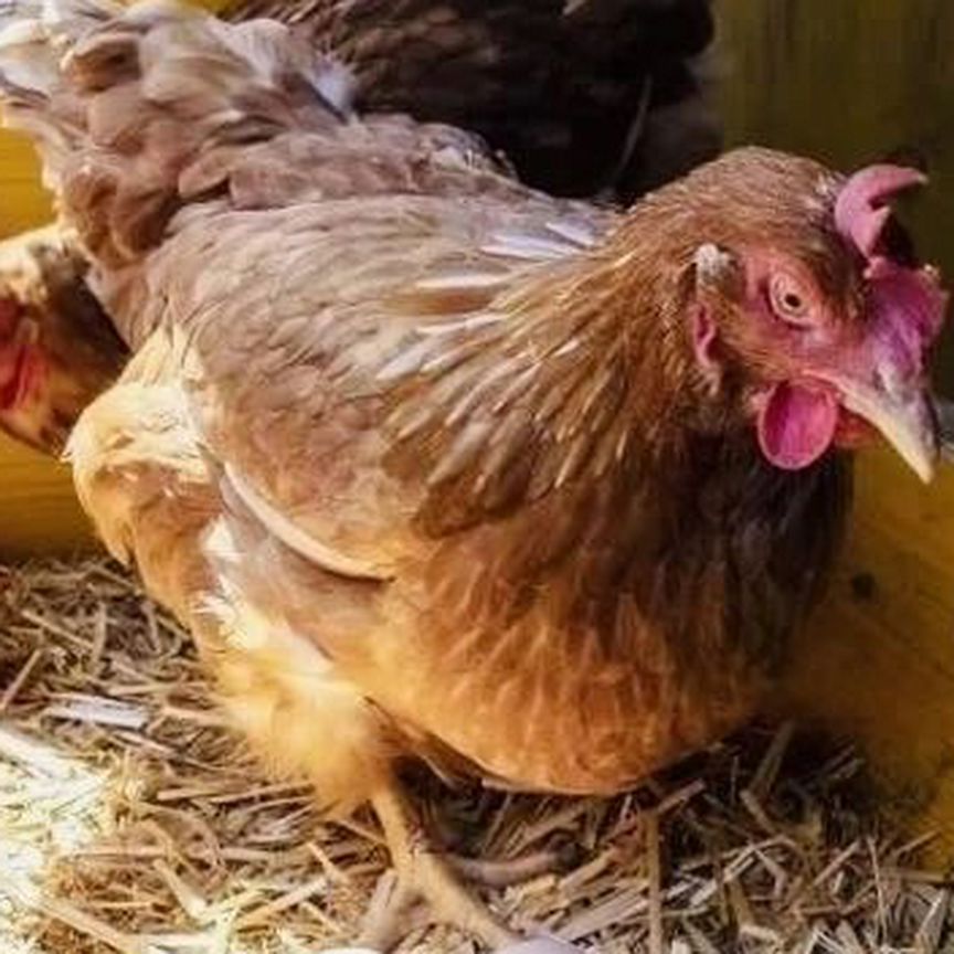 Куры несушки с доставкой