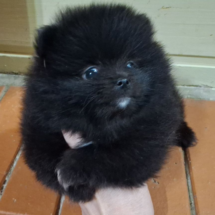 Померанский шпиц, щенок
