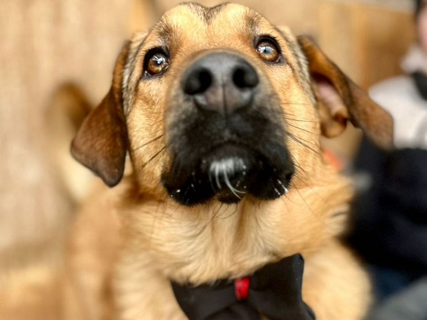 Молодой красавчик Смурфик.Пес из приюта Некрасовка