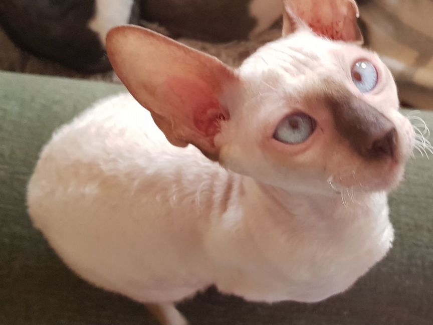 Котик Юлий