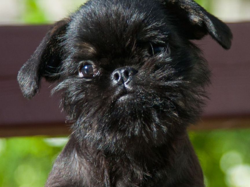 Щенки бельгийского гриффона