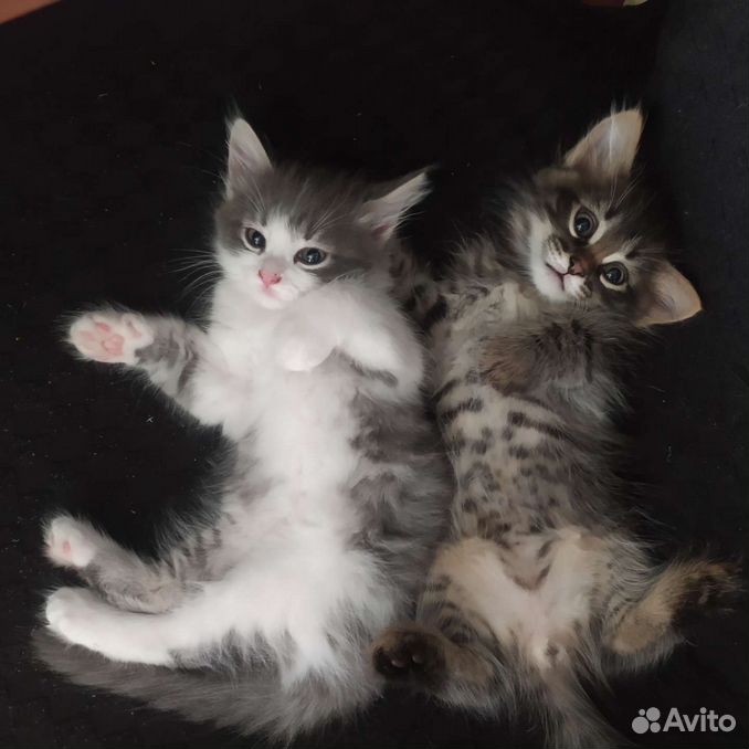 Котятки пушистики