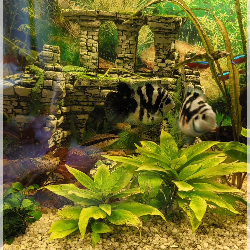 Рыбка сапфировый попугай