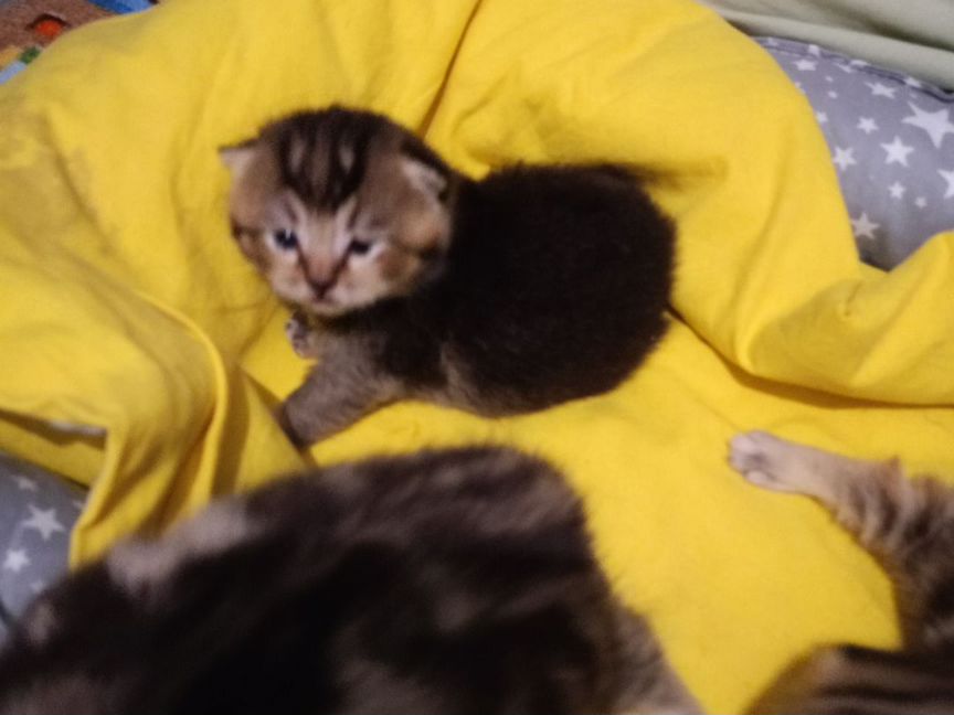 Котята шотландцы вислоухие