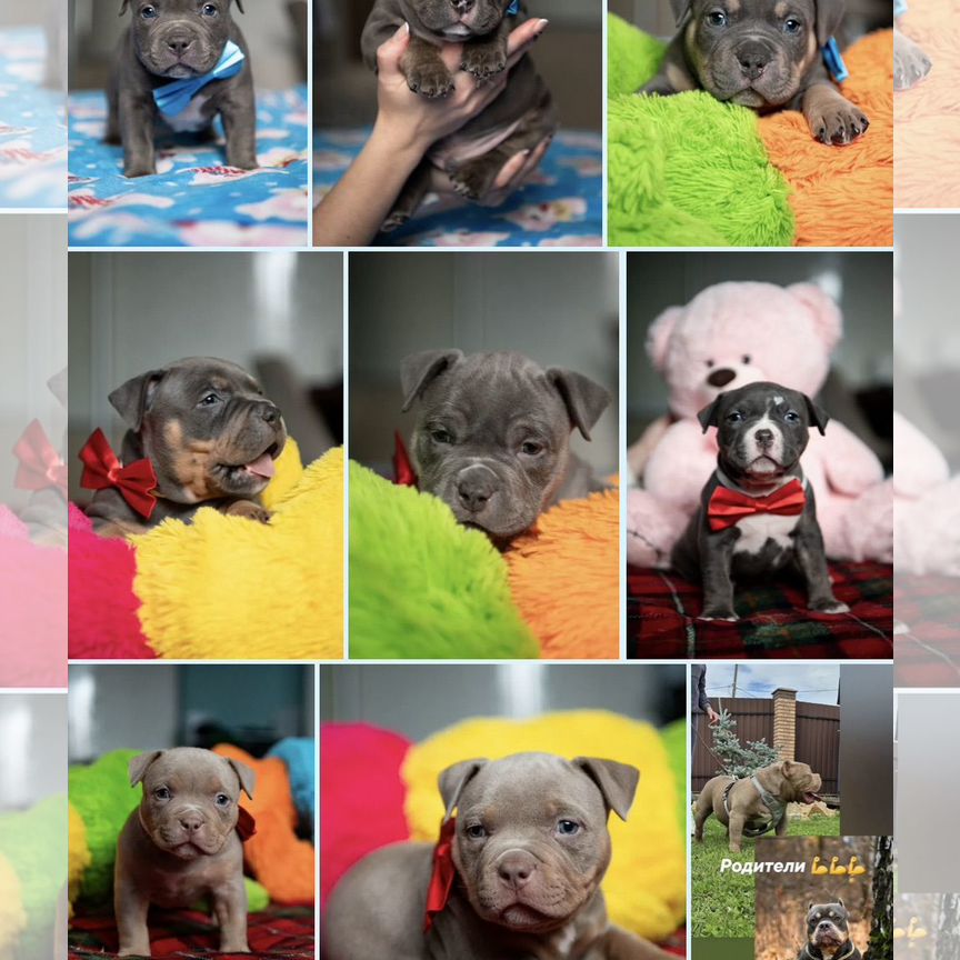 Американский булли, щенок