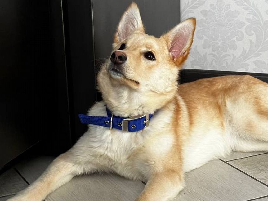 Девочка Злата)