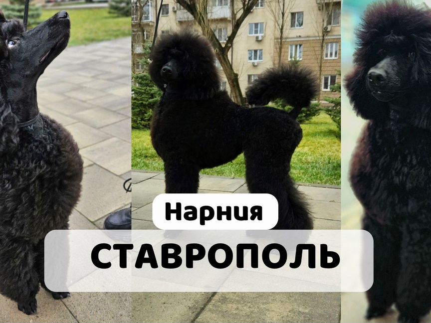 Большой Королевский пудель Ставрополь