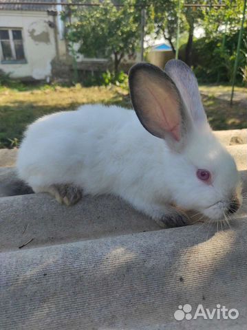 Калифорнийский кролик