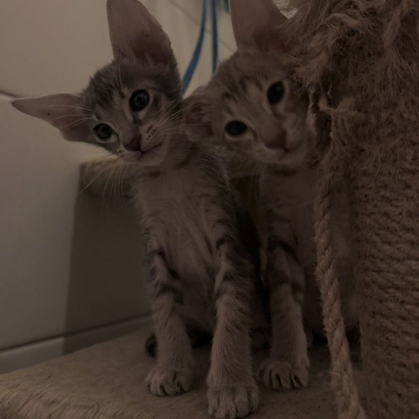 Ориентальный котёнок