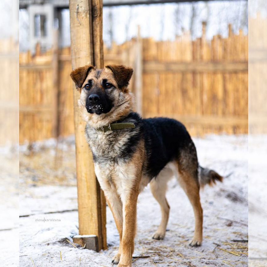 Взрослая собака в добрые руки