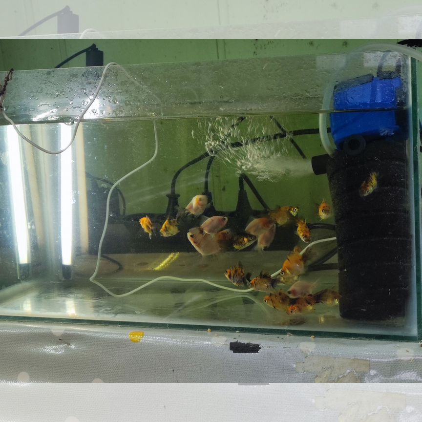 Аквариумные рыбки