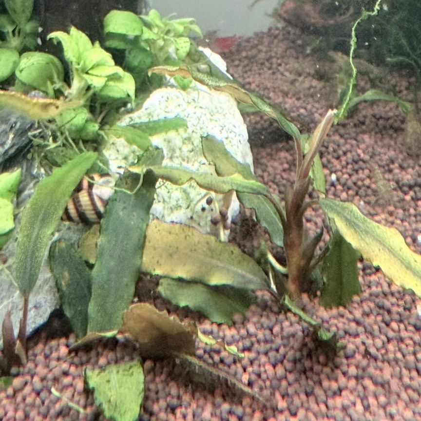 Буцефаландры двух видов