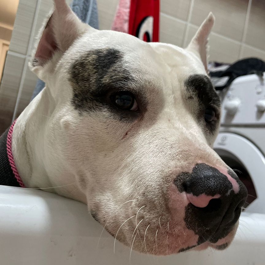 Американский стаффордширский терьер, щенок