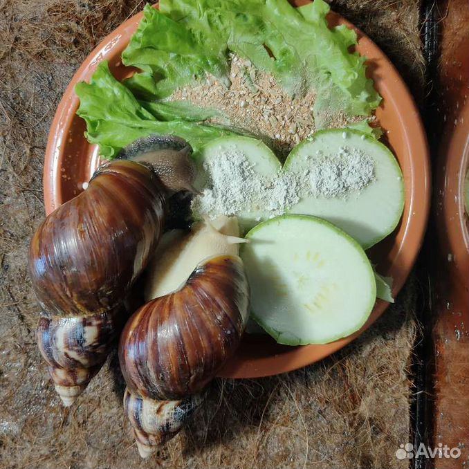 Улитки ахатины с террариумом