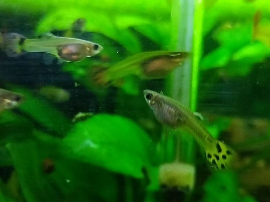 Аквариумные рыбки гуппи