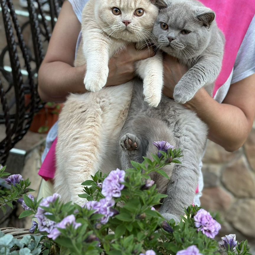 Британские котята