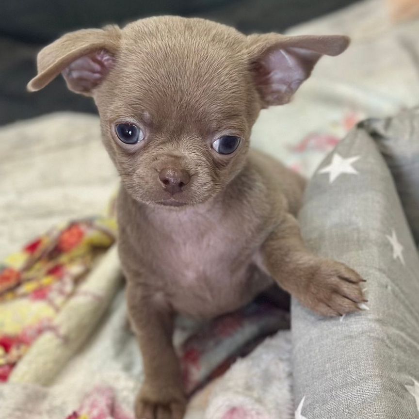 Чихуахуа, щенок