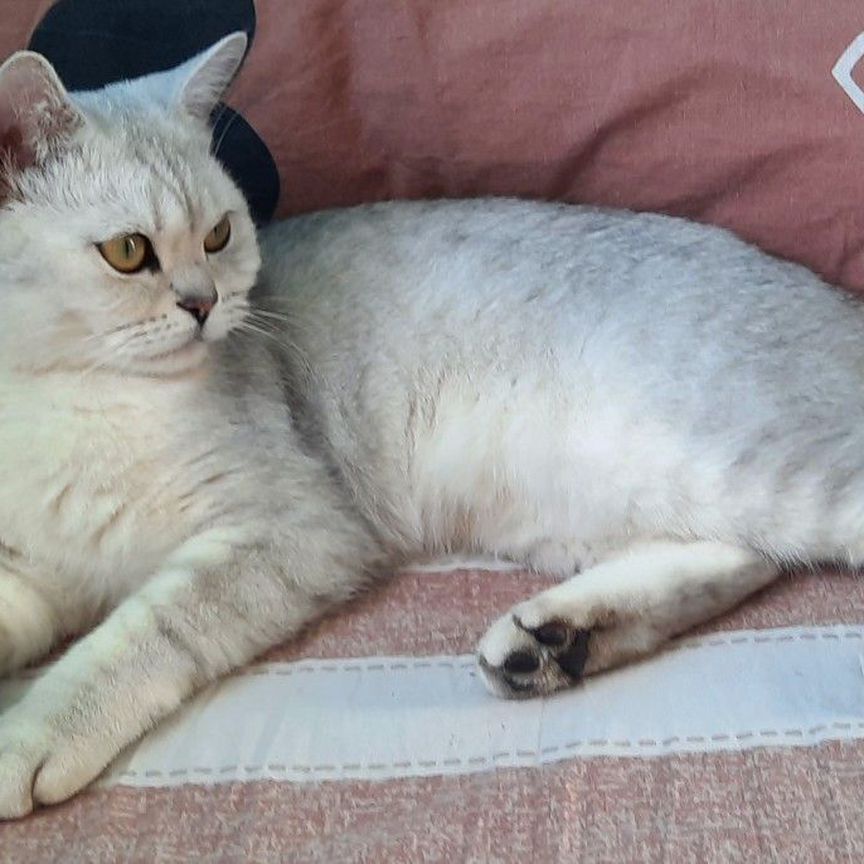 Британская короткошерстная кошка